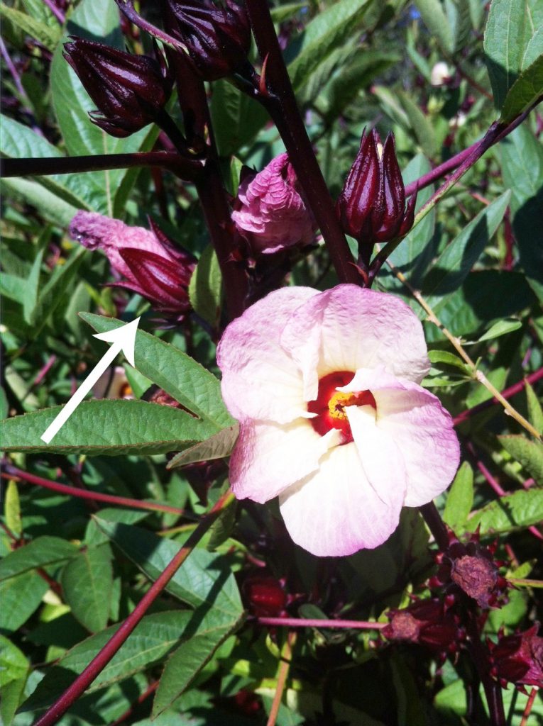 Hibiscus Plum Ginger Tea